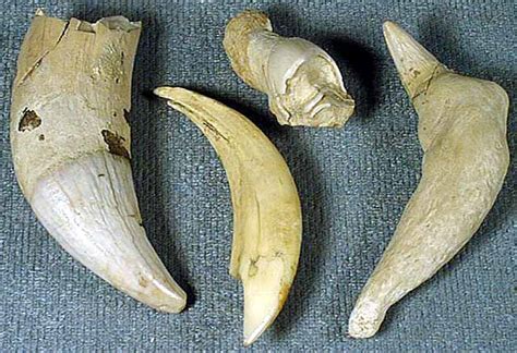 Neogene Period Natural History Museum