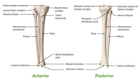 Tibia And Fibula Posterior View