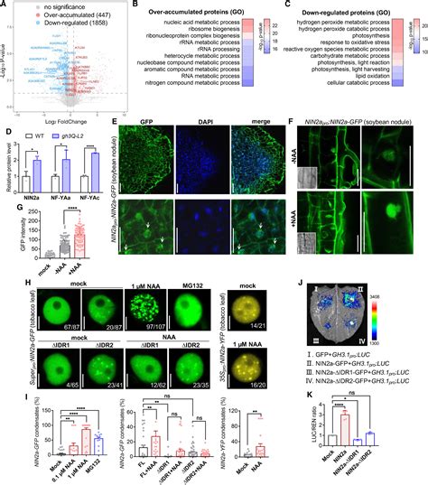 Soybean Symbiotic Nodule Zonation And Cell Differentiation Are Defined By Nin2 Signaling And Gh3