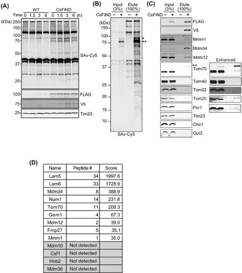 Figure 3 From Complementation Assay Using Fusion Of Split Gfp And Turboid Csfind Enables