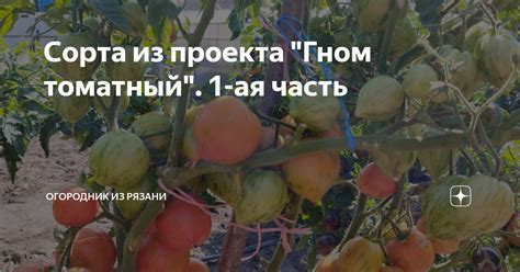 Сорта из проекта Гном томатный 1 ая часть Огородник из Рязани Дзен