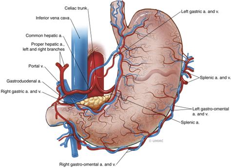 Gatric With A Ph Between 1 And 3 Gastric Acid Plays A Key Role In