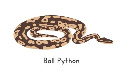 How To Draw A Snake In Python