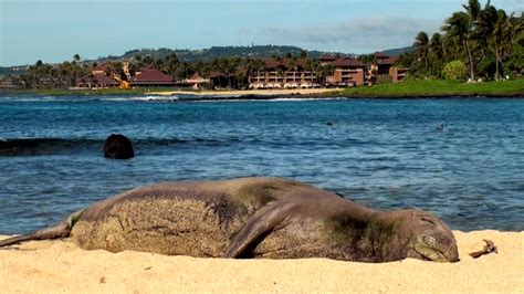 Hawaiian Monk Seals Videos And Hd Footage Getty Images