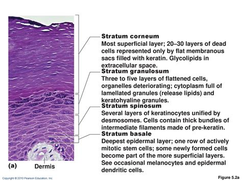 The Integumentary System Ppt Download
