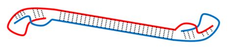 Genetics Chromosomes Flashcards Quizlet