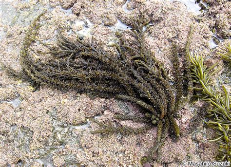 ウミトラノオ Sargassum Thunbergii