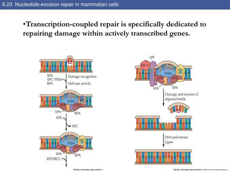 Ppt Replication Maintenance And Rearrangements Of Genomic Dna Dna Replication Dna Repair