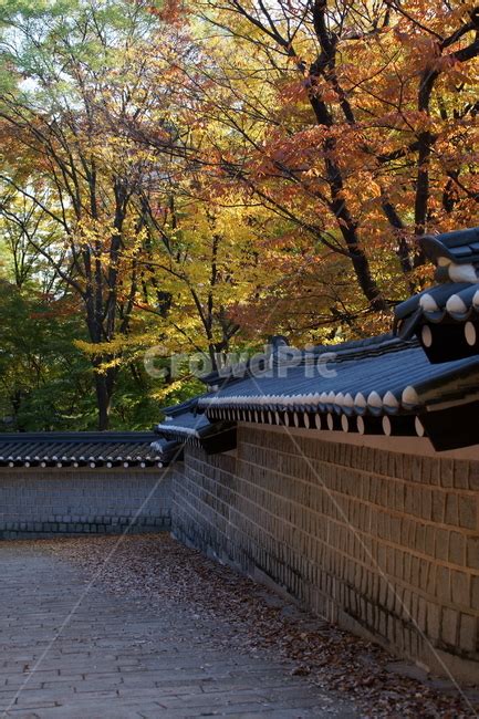 가을 궁궐 낙엽 기와 전통 사진 이미지 일러스트 캘리그라피 Fromshutter작가