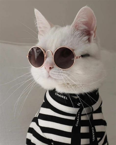 Tuyển Tập ảnh Mèo đeo Kính Cute đáng Yêu Nhất