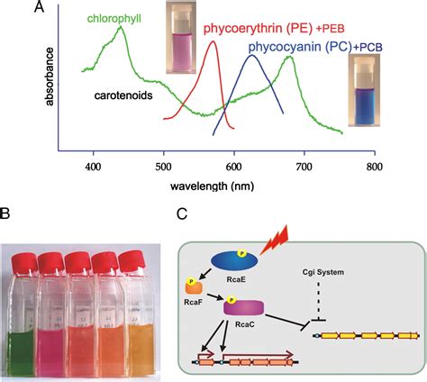 Chromatic Adaptation And The Evolution Of Light Color Sensing In