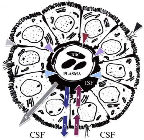 Choroid Plexus Blood CSF Barrier Major Player In Brain Disease Modeling And Neuromedicine