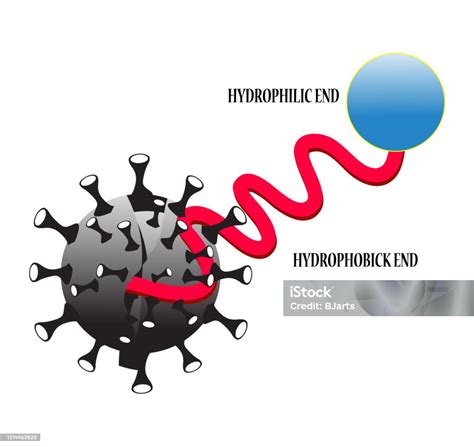 비누 분자는 코로나를 죽입니다 계면 활성제로 피부에 먼지를 제거하는 메커니즘 스테아릭 산 분자 공간 채우기 모델 과학에 대한