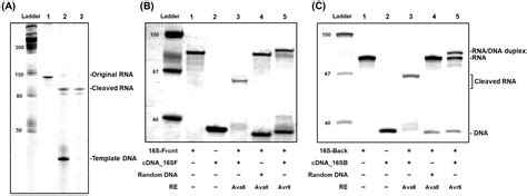 Selective Rna Labeling By Rna Compatible Type Ii Restriction