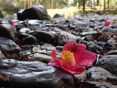 【名づけ】「つばき」という名前を徹底解析！ 縁起や漢字候補まで Hugkum（はぐくむ）