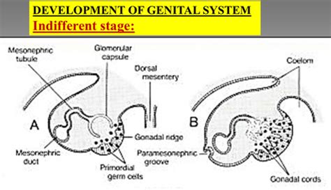 Embryo Development Of Genital System Flashcards Quizlet