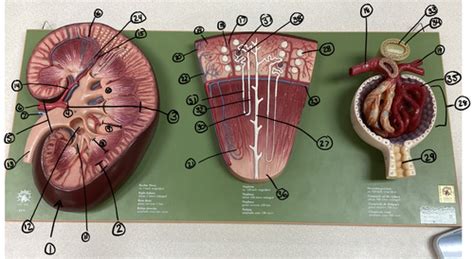 Anatomy Physiology Final Lab Practical Flashcards Quizlet