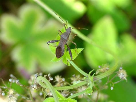톱다리개미허리노린재 Riptortus clavatus Bean Bug DISPLAY FULL IMAGE