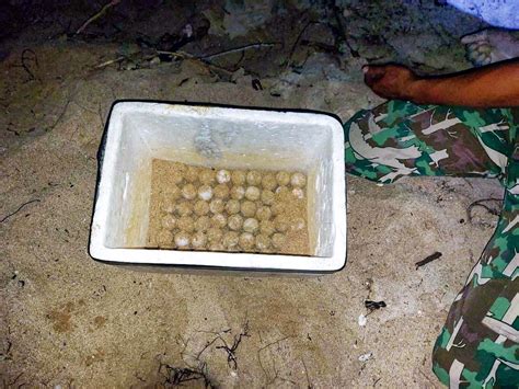 เต่าแม่เพรียง ขึ้นวางไข่ 148 ฟอง บนเกาะทะลุ