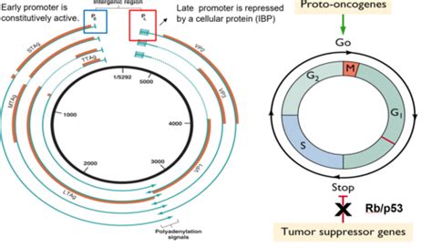 Polyomavirus Flashcards Quizlet