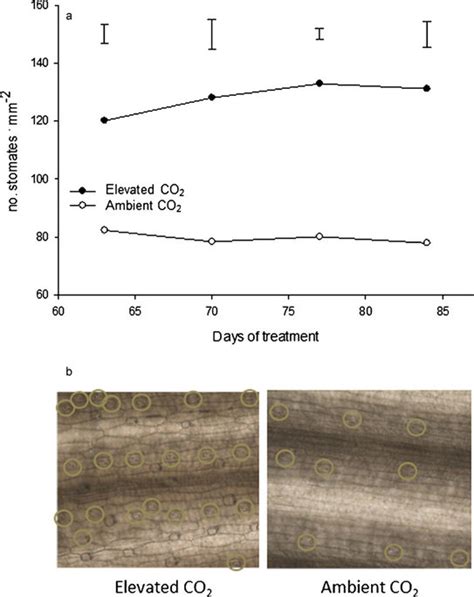 Stomatal Densities A At 63 70 77 And 84 Days Of Elevated Carbon