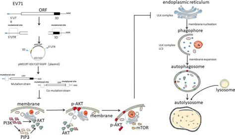 Ev71 5utr Interacts With 3d Protein Affecting Replication Through The