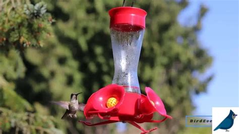 Unique Hummingbird Feeders With Perches A Garden Delight