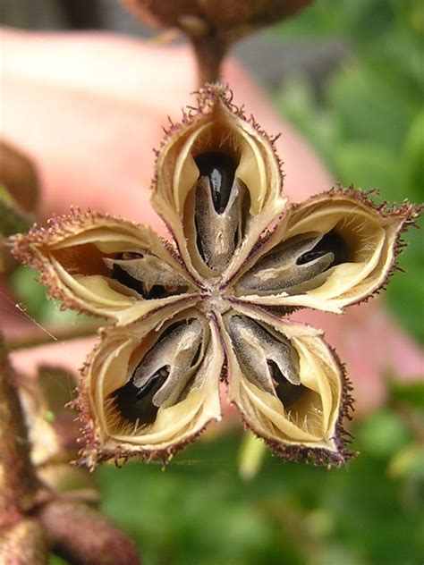 Dictamnus albus | Seed pods, Flower seeds, Seeds