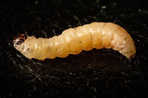 Navel Orangeworm Image Eurekalert Science News Releases