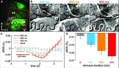 Intrinsic Imaging Of Cortical Activation Evoked By Our Head Mounted Download Scientific Diagram