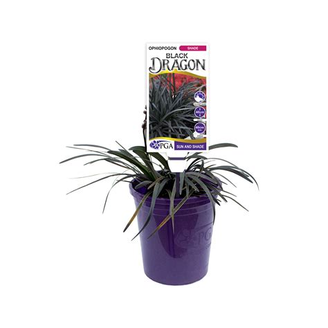 140mm Black Mondo Grass Ophiopogon Planiscapus Black Dragon