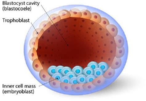 Figure 1 From Deep Learning Algorithms For Timelapse Image Sequence Based Automated Blastocyst