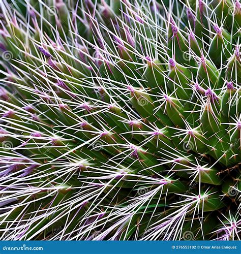 A Prickly And Rough Texture With Cactus Needles And Thorny Bushes5 Generative Ai Stock
