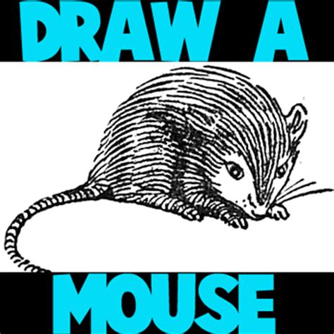 How To Draw A Mouse With Step By Step Mice Drawing Tutorial How To Draw Step By Step Drawing