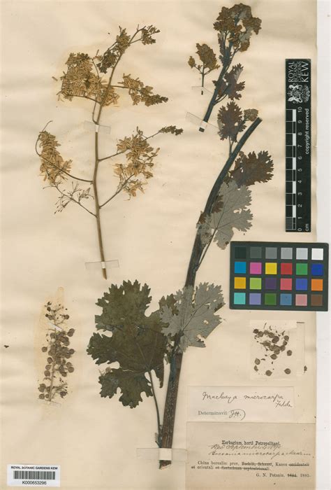 Macleaya Microcarpa Maxim Fedde Plants Of The World Online Kew