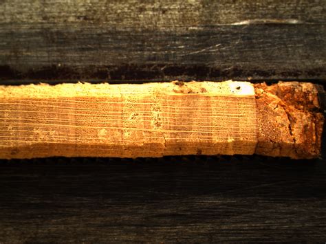 Effects Of Forest Structures On Drought Resilience Of Individual Trees W049 Assistant