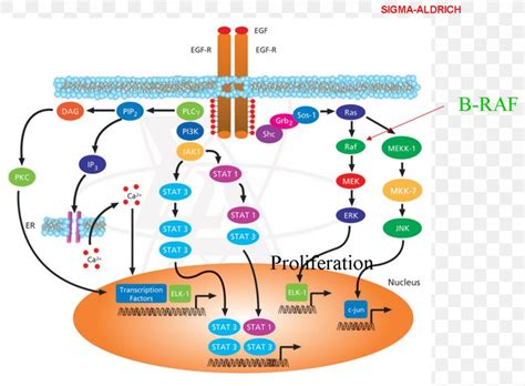 Signal Transduction Pathway Epidermal Growth Factor Receptor At Bridget Pardo Blog