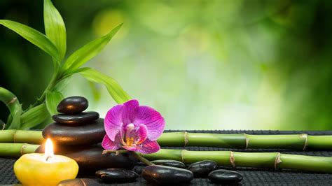 배경 화면 자연 난초 잔디 분기 양초 녹색 조약돌 대나무 잎 꽃 플로라 식물학 매크로 사진 식물 줄기 x Javalonte