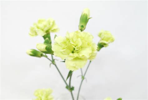 小松花園のスプレーカーネーション Flower Auction Japan