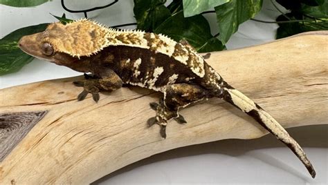 Female Crested Geckos Crosbys Critters