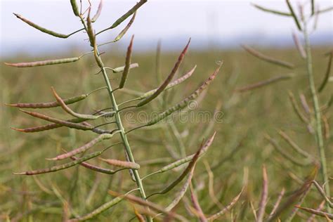 Стручки семени рапса зацветая канола цветки близко вверх Стоковое Изображение изображение