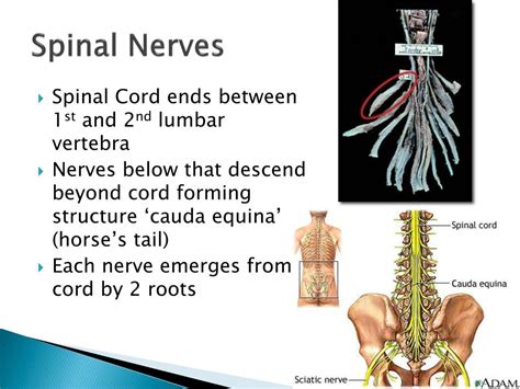 PPT Spinal Nerves And Autonomic Nervous System PowerPoint Presentation ID