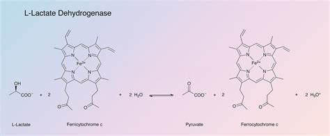 Lactate Dehydrogenase L Cytochrome B2 Worthington Enzyme Manual