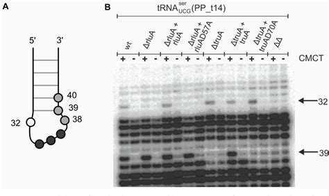 Figure 1 From Pseudouridines Of Trna Anticodon Stem Loop Have Unexpected Role In Mutagenesis In
