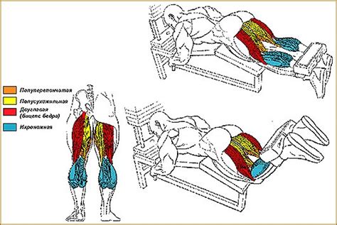 Самые лучшие эффективные упражнения на бицепс бедра