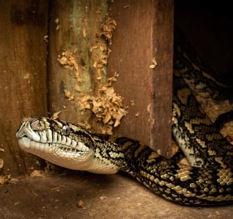🔥diamond Python Se Qld Australia Rnatureisfuckinglit