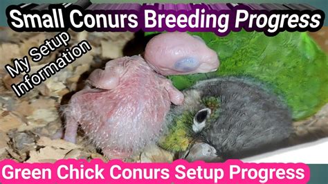 Green Cheek Conure Breeding Progress Green Cheek Conures Breeding