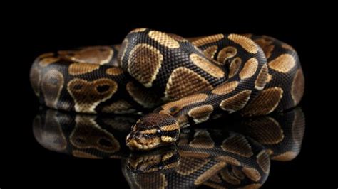 Python And The Internet Of Things Hack Chat Hackaday