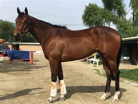 Multimedia Eclipse Thoroughbred Partners