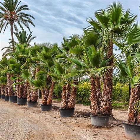 Washingtonia Robusta Triple Trunk Palm Trees Multi Trunk Palms